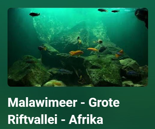 Lago Malawi - Grande Rift Valley - Africa - AquaInfo